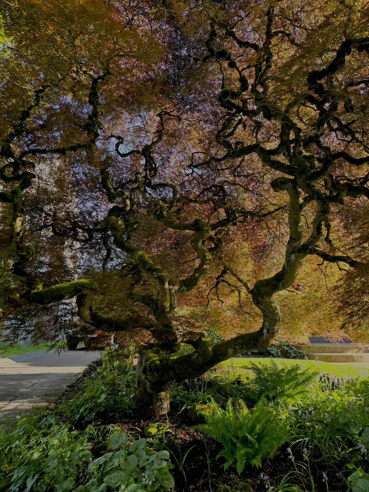 Systems of Wonder | Beth Adele Long